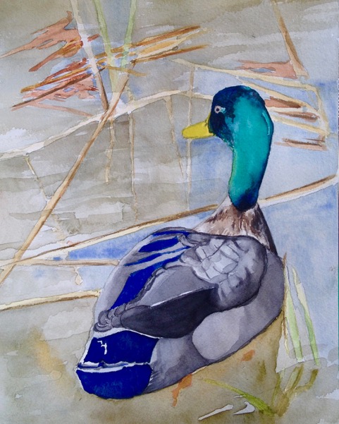 Draw-a-Bird Day for May | THE WEDNESDAY STUDIO