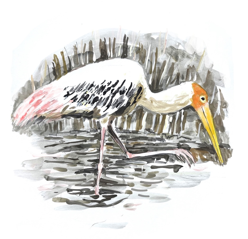 November Draw-a-Bird Day | THE WEDNESDAY STUDIO