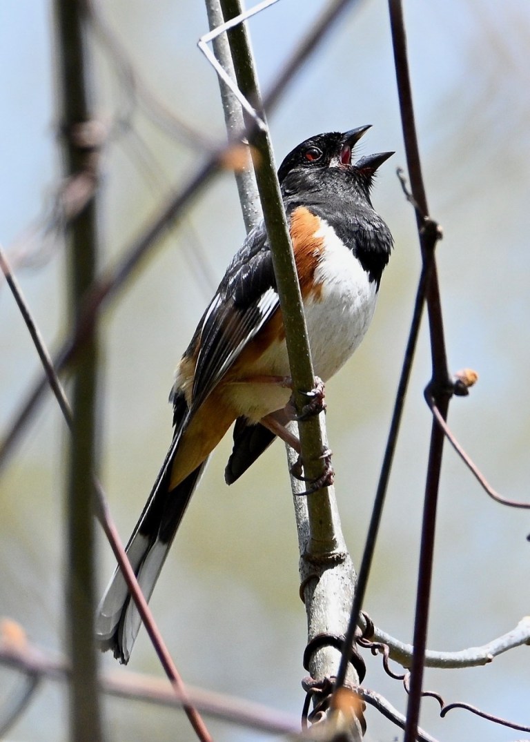 Songbirds fill the air for June DAB-Day | THE WEDNESDAY STUDIO
