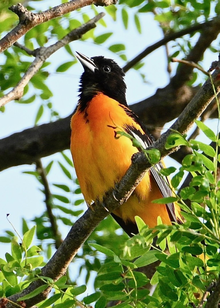 Songbirds fill the air for June DAB-Day | THE WEDNESDAY STUDIO