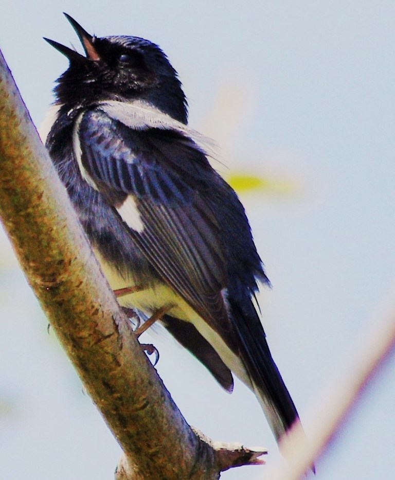 Songbirds fill the air for June DAB-Day | THE WEDNESDAY STUDIO